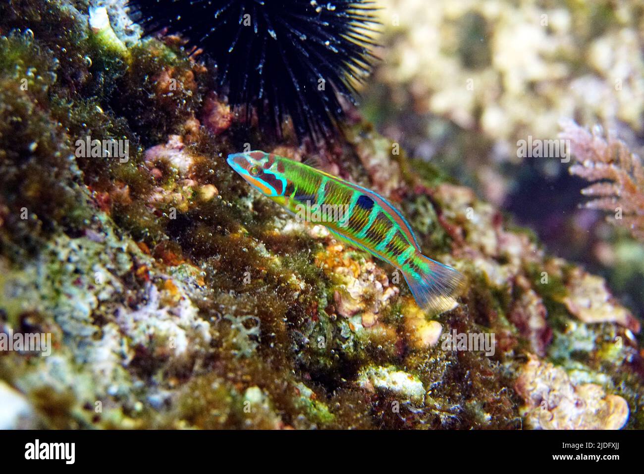 Green ornate Mediterranean female wrasse fish - Thalassoma Pavo Stock ...