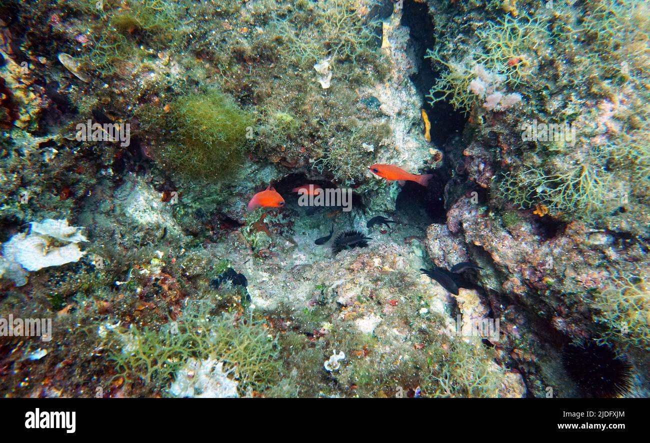 Red Mediterranean cardinal fish - (Apogon imberbis Stock Photo - Alamy