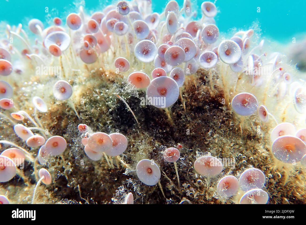 Acetabularia mediterranea - The Mediterranean sea algae Stock Photo - Alamy