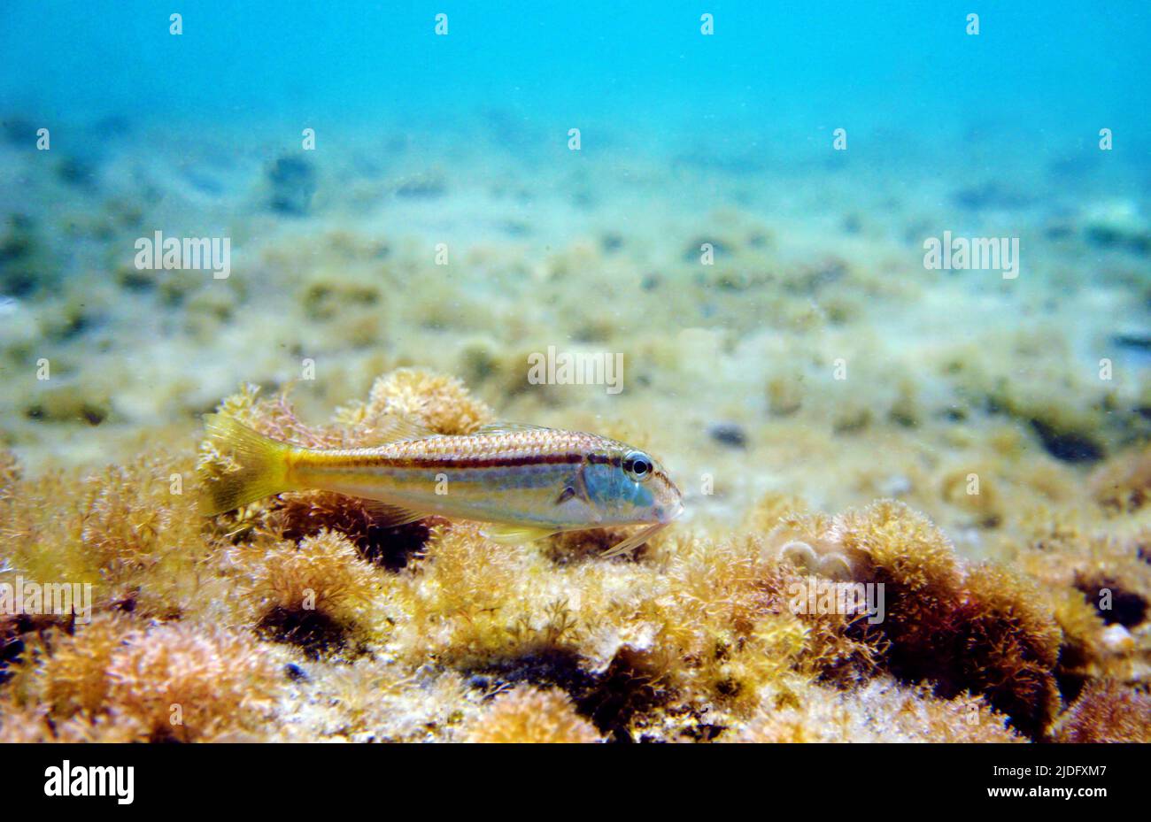 Mullus barbatus surmuletus hi-res stock photography and images - Alamy