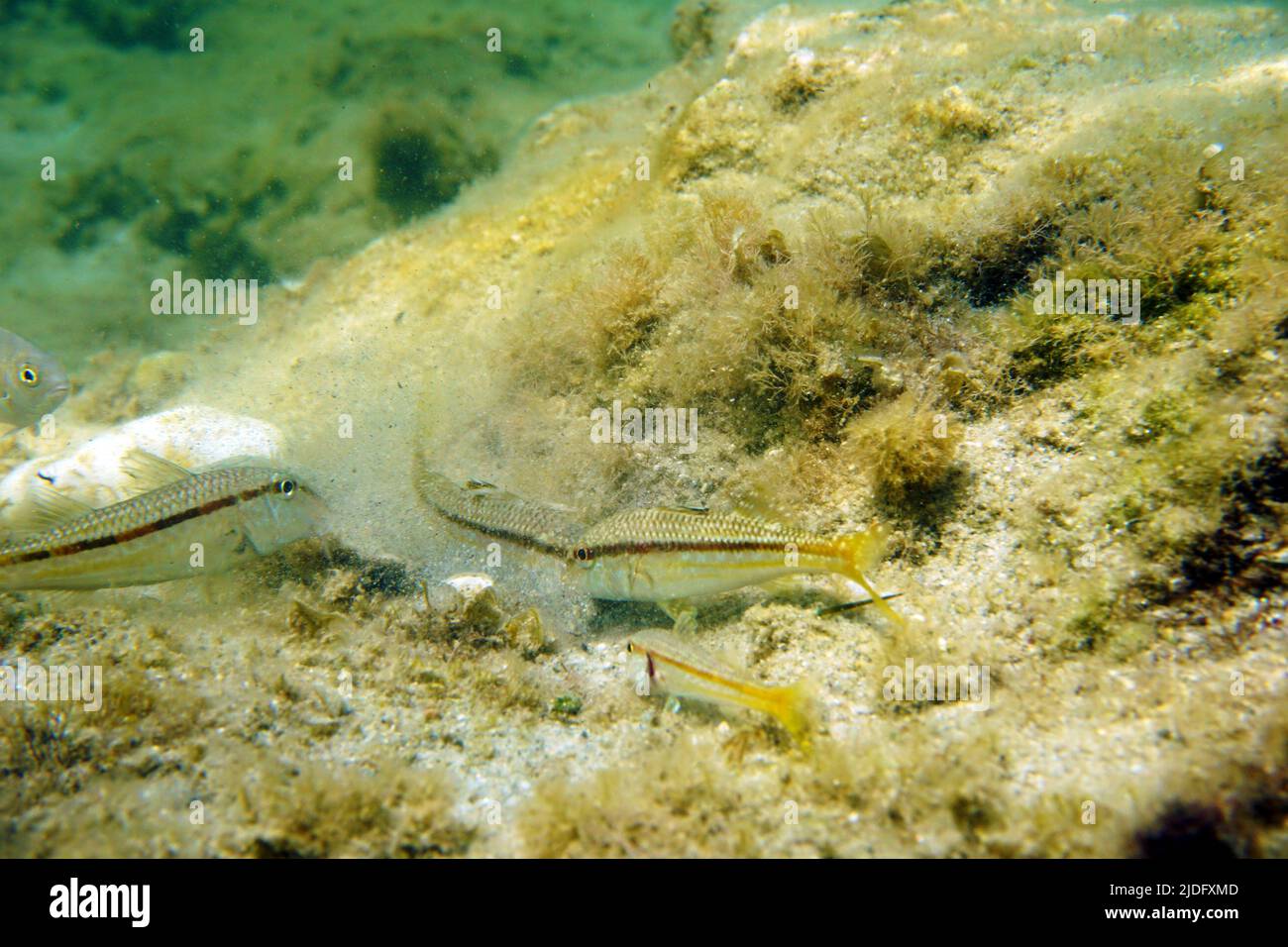 Mullus barbatus - Goatfish found in the Mediterranean Sea Stock Photo ...