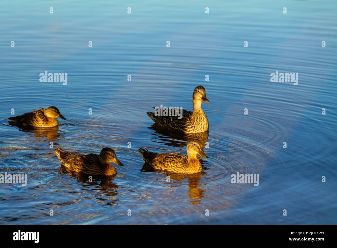 Cute mother baby water animal hi-res stock photography and images - Alamy