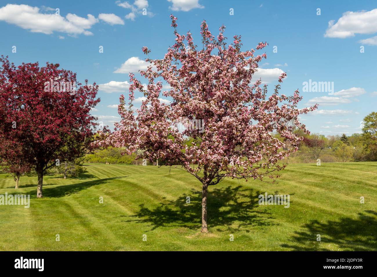 Crab apple trees hi-res stock photography and images - Alamy