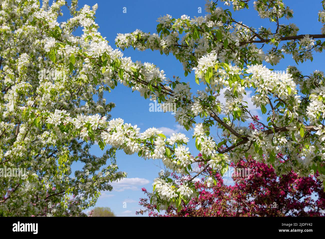 Crab apple trees hi-res stock photography and images - Alamy