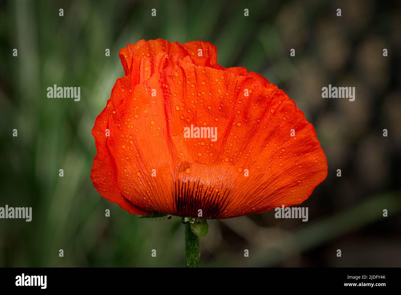 Papaver oriental amapola hi-res stock photography and images - Alamy