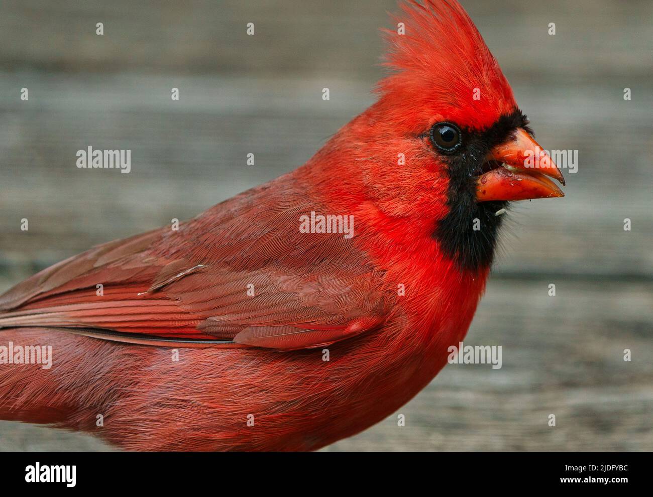 Northern Cardinal portrait on the deck Stock Photo - Alamy