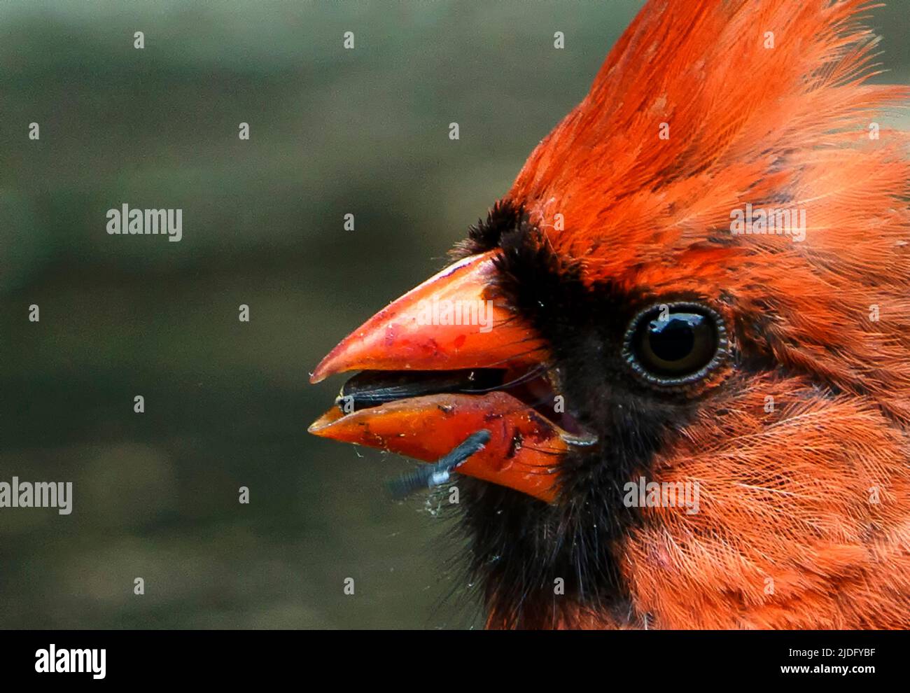 Northern Cardinal portrait on the deck Stock Photo - Alamy
