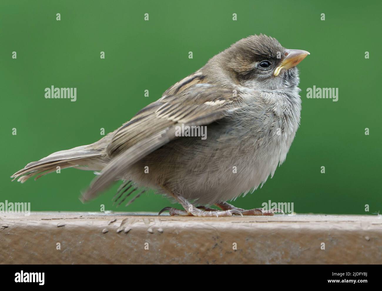 Swollen puffed up hi-res stock photography and images - Alamy