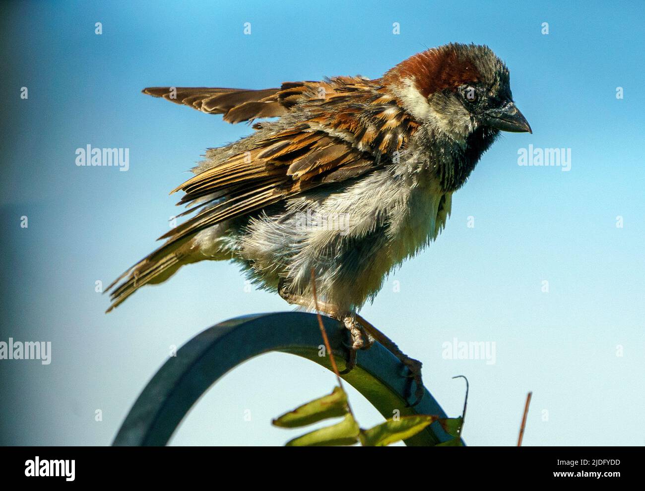 Swollen puffed up hi-res stock photography and images - Alamy