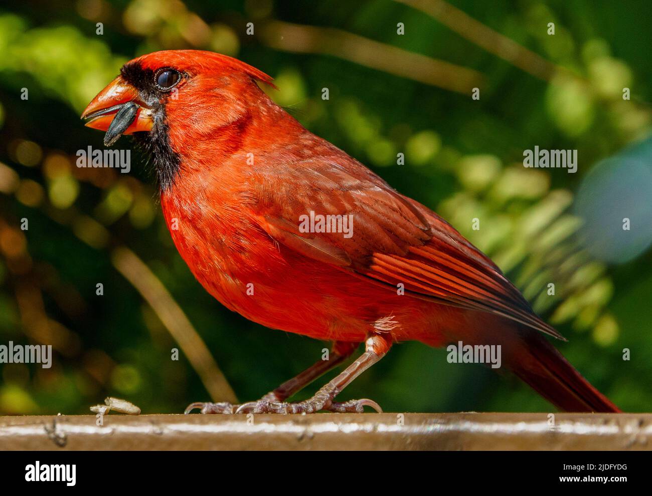 Northern Cardinal portrait on the deck Stock Photo - Alamy