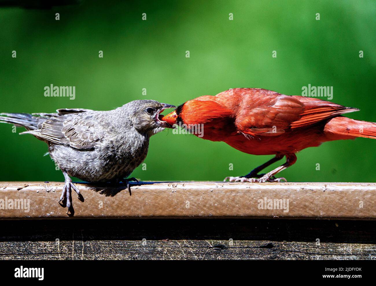 Male Northern Cardinal feeds its young Stock Photo - Alamy