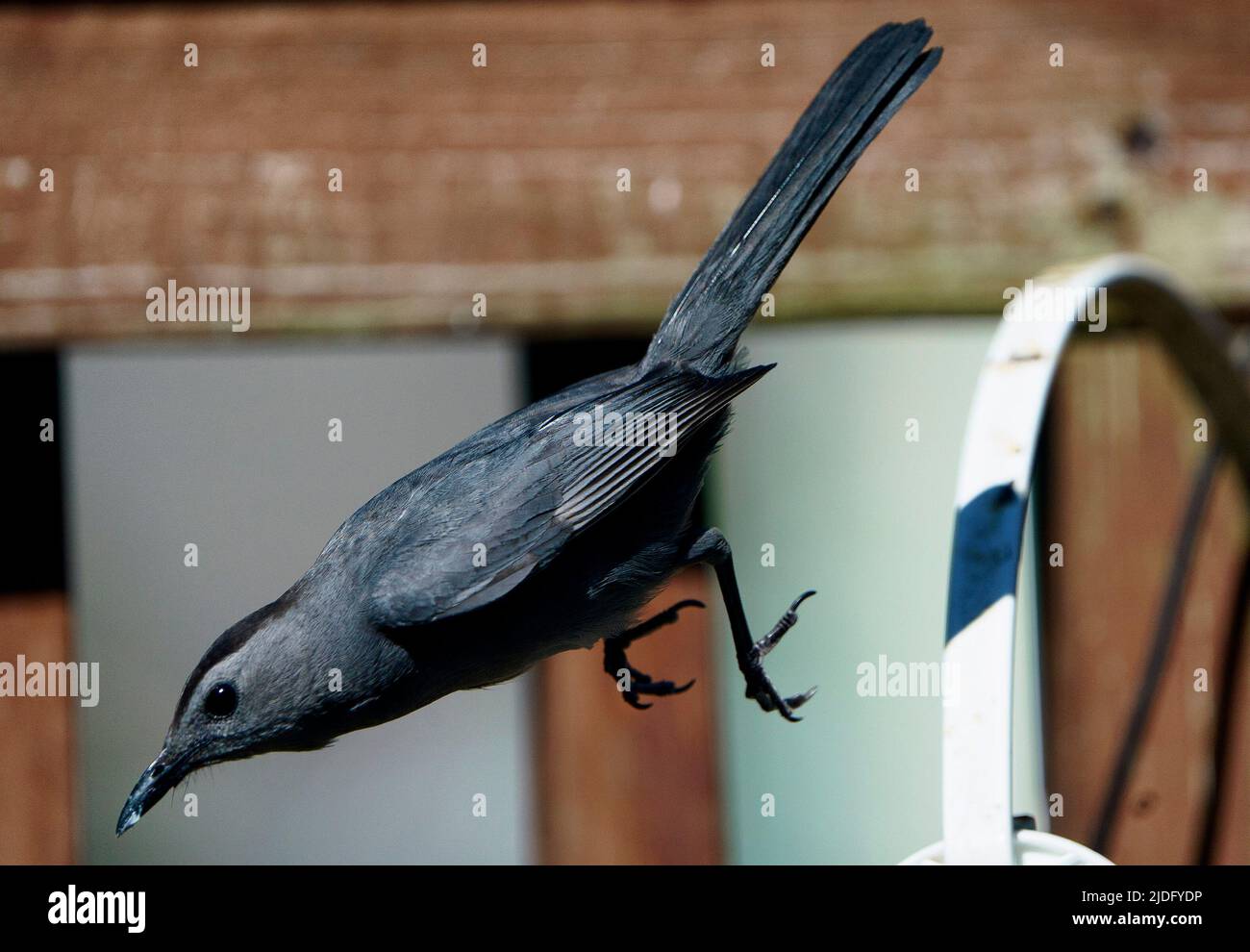 Catbird in flight hi-res stock photography and images - Alamy