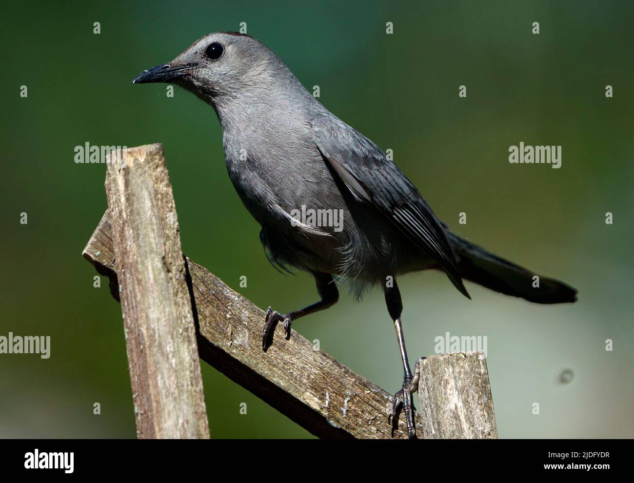 Gray Catbird perches on the deck fence Stock Photo - Alamy