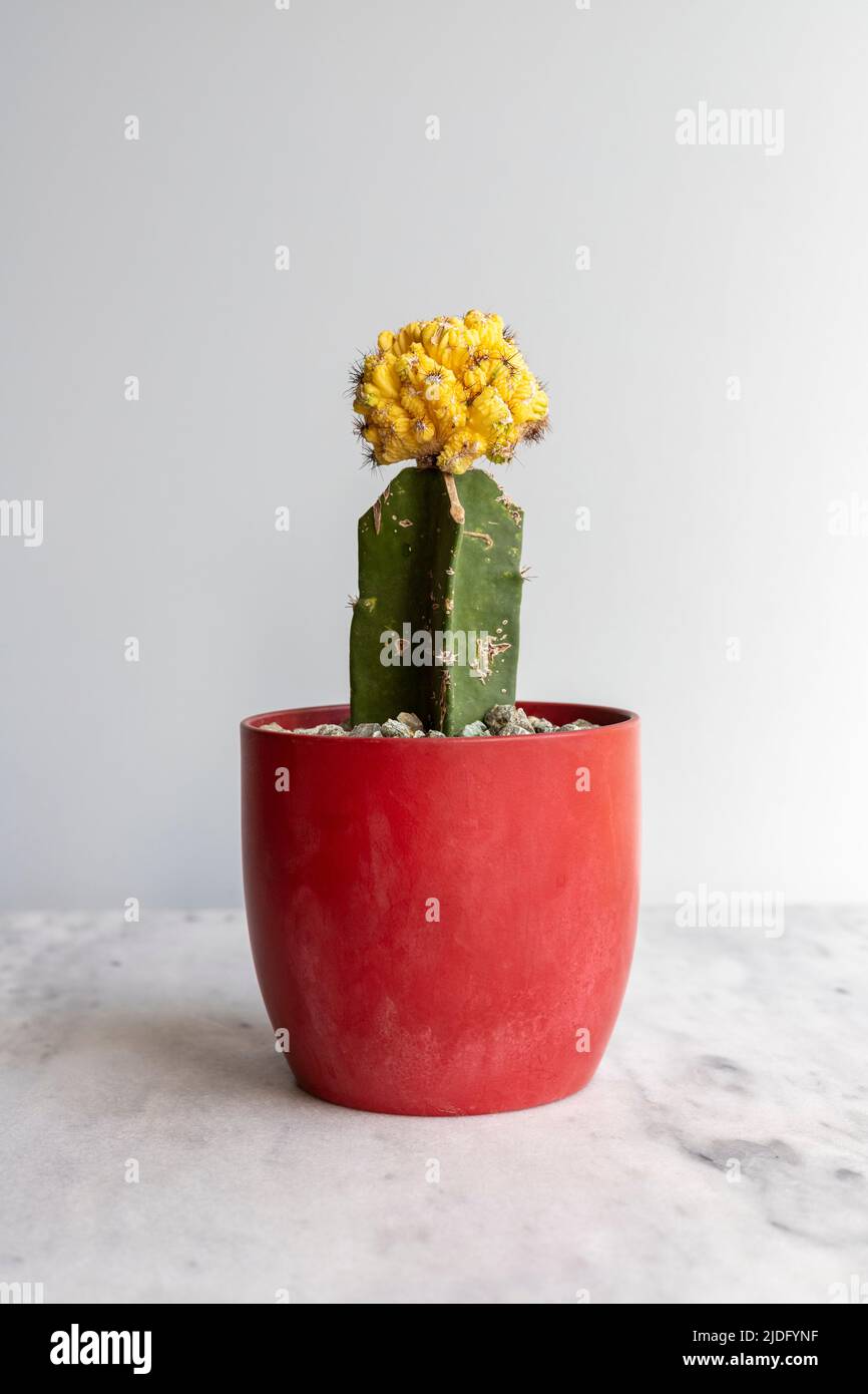 Ceramic crest hi-res stock photography and images - Alamy