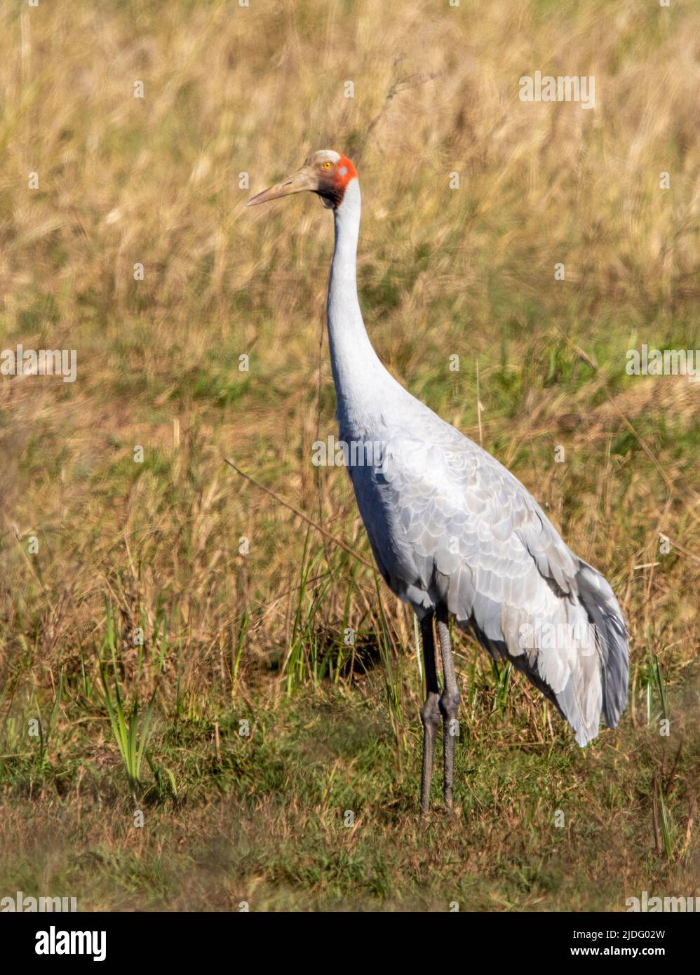 Australian crane hi-res stock photography and images - Alamy