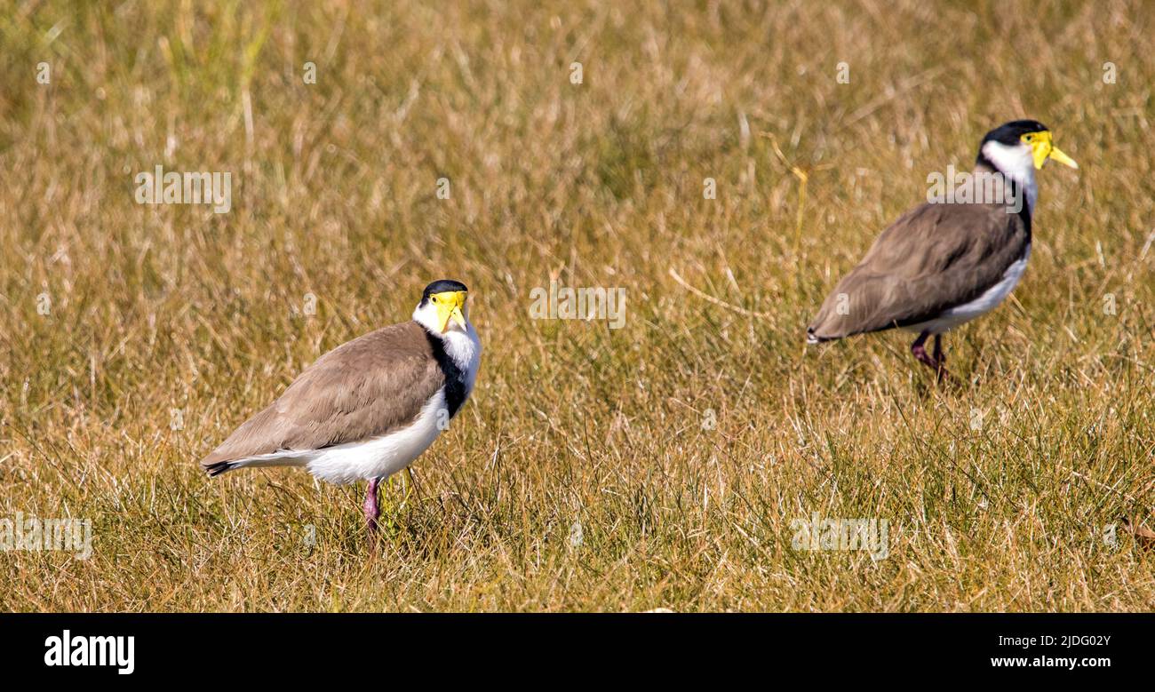 Australian plover hi-res stock photography and images - Alamy