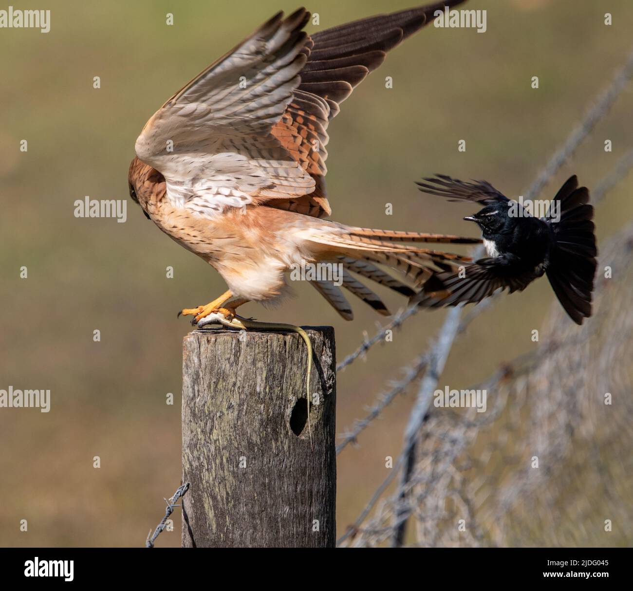 Willy wag tail attack hi-res stock photography and images - Alamy