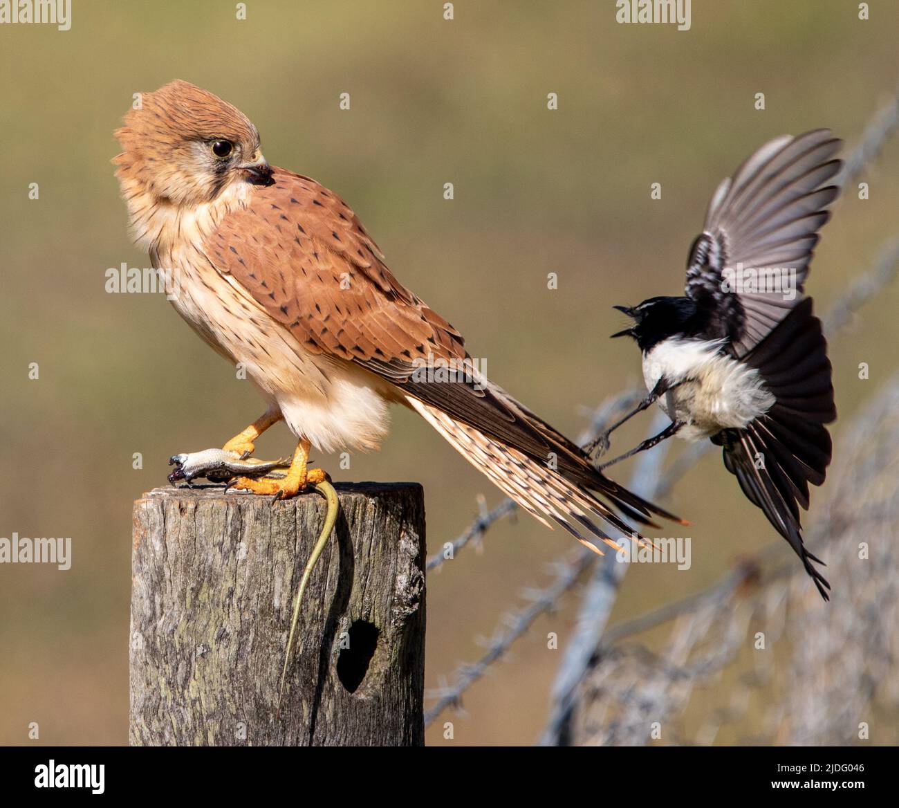 Australian kestrel under attack Stock Photo - Alamy