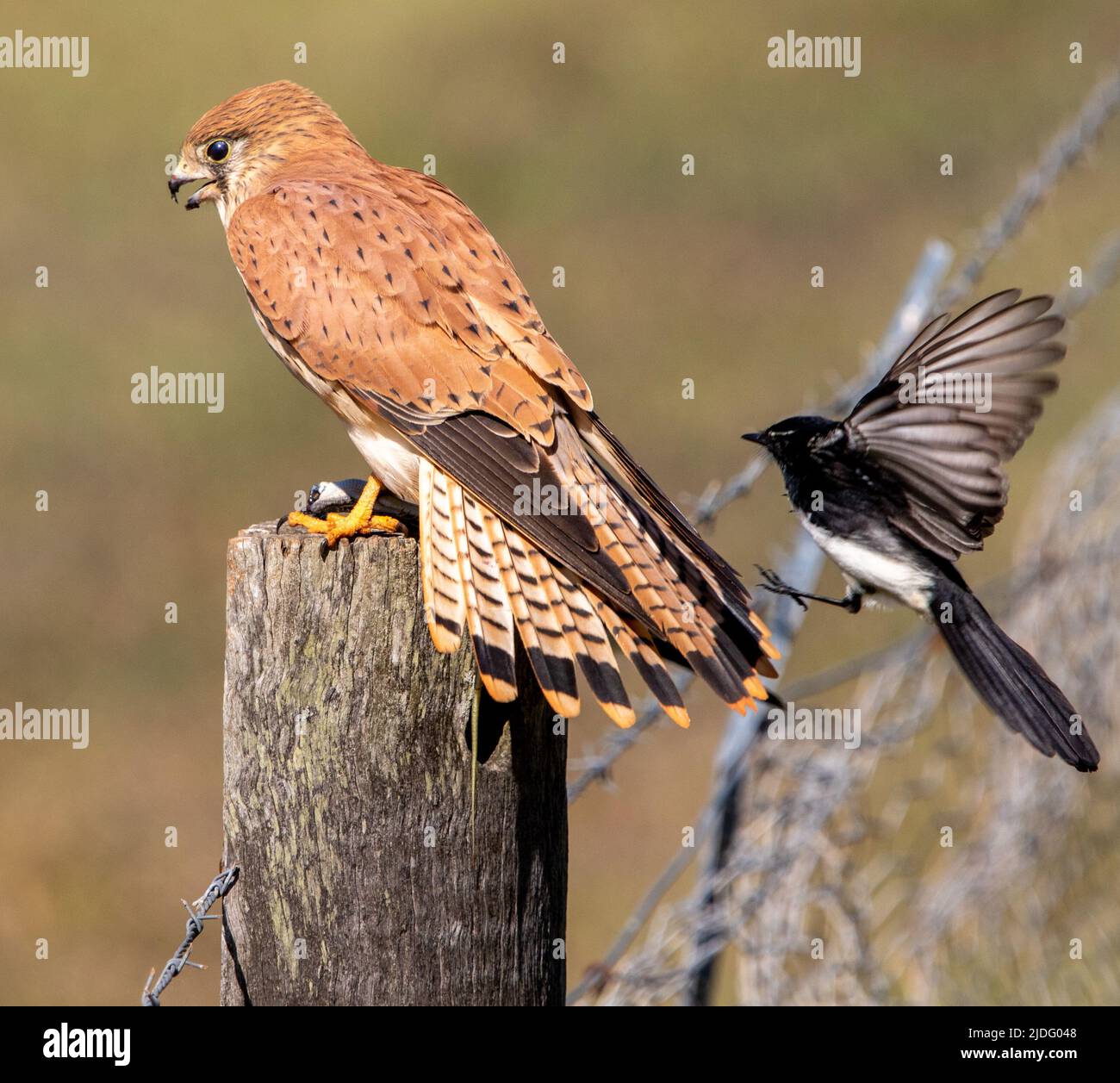 Australian kestrel under attack Stock Photo - Alamy