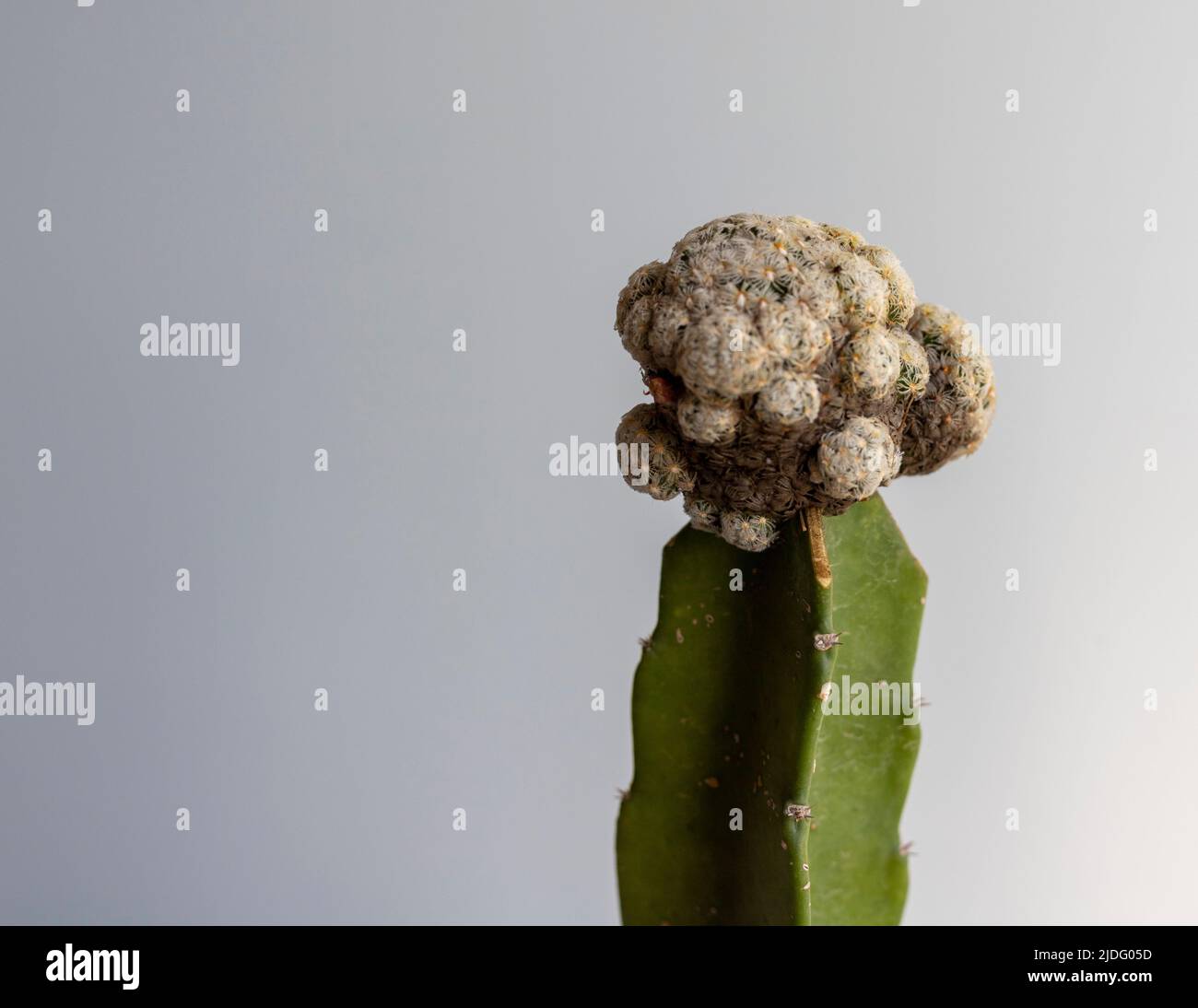 Mammillaria grafted cactus head closeup view Stock Photo - Alamy