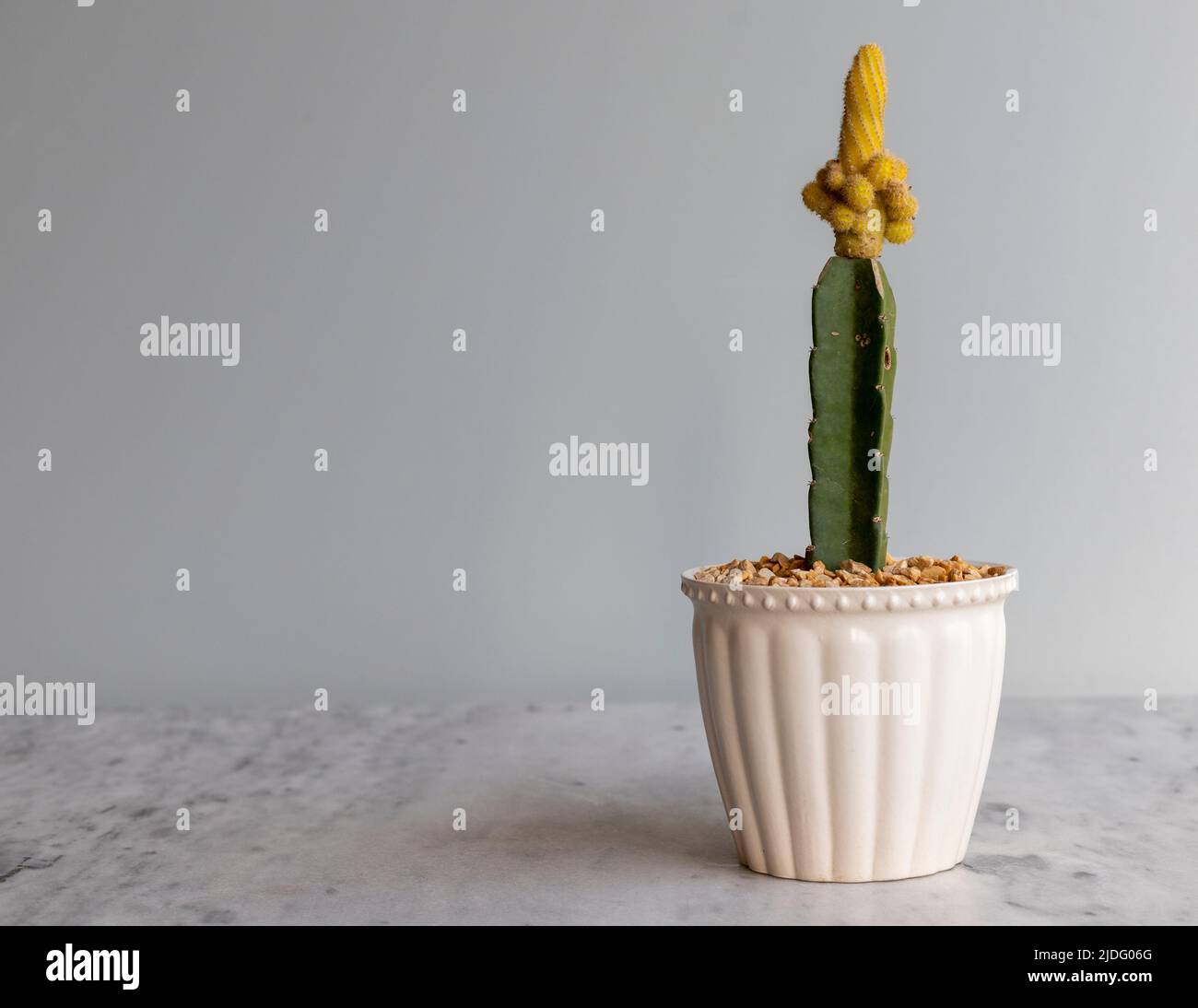 Yellow cactus grafted on a cactus rootstock Stock Photo - Alamy