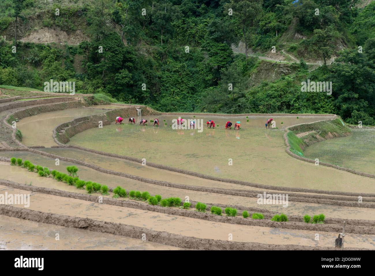 Kathmandu, Nepal. 20th June, 2022. A group of farmers plants rice ...