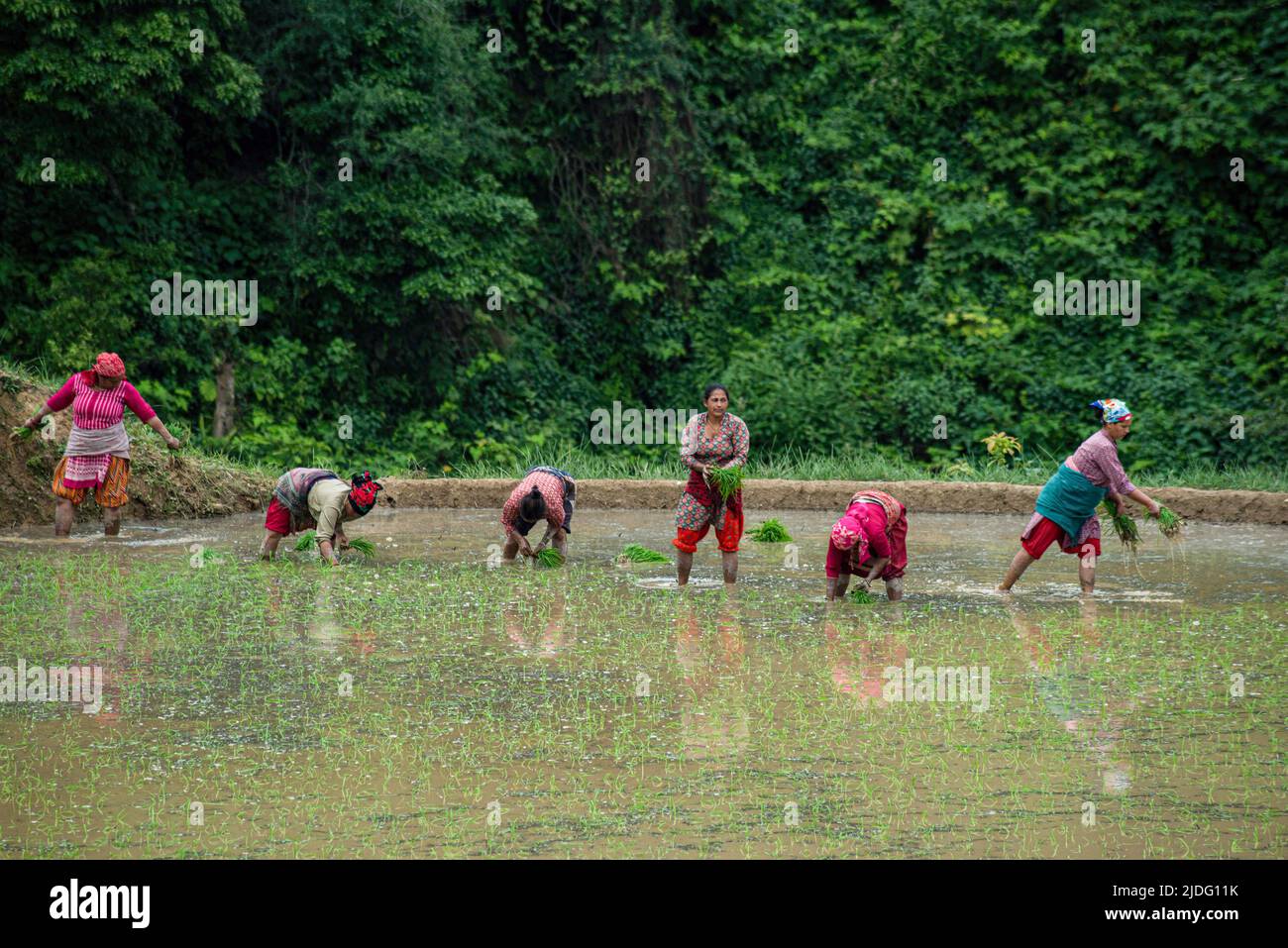 A group of farmers plants rice seedlings on a paddy field. As the pre ...