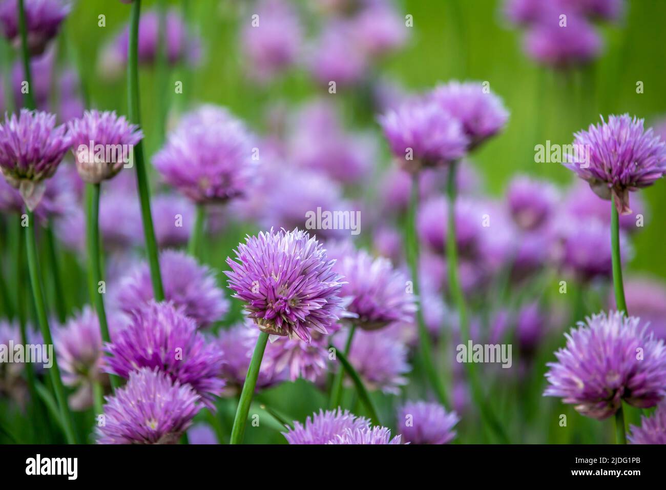 Macro abstract texture view of chives flowers (allium schoenoprasum) in ...