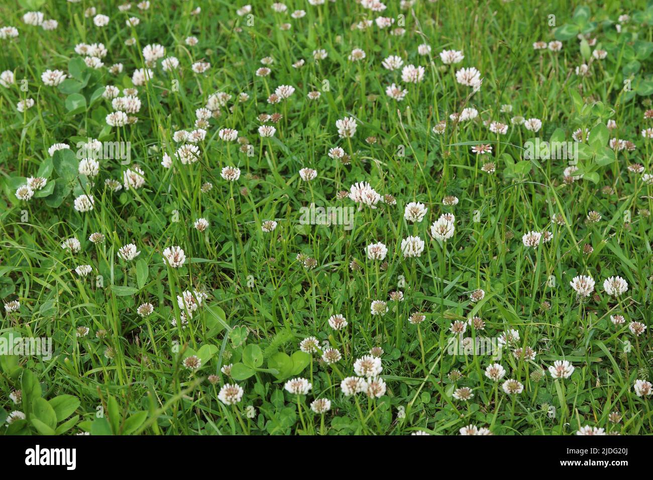 Saint Petersburg, Russia. 20th June, 2022. A field of clover in the ...
