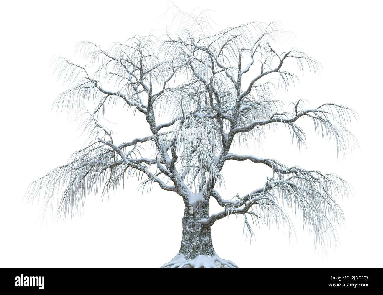 3D illustration winter tree under the snow isolated on white background ...