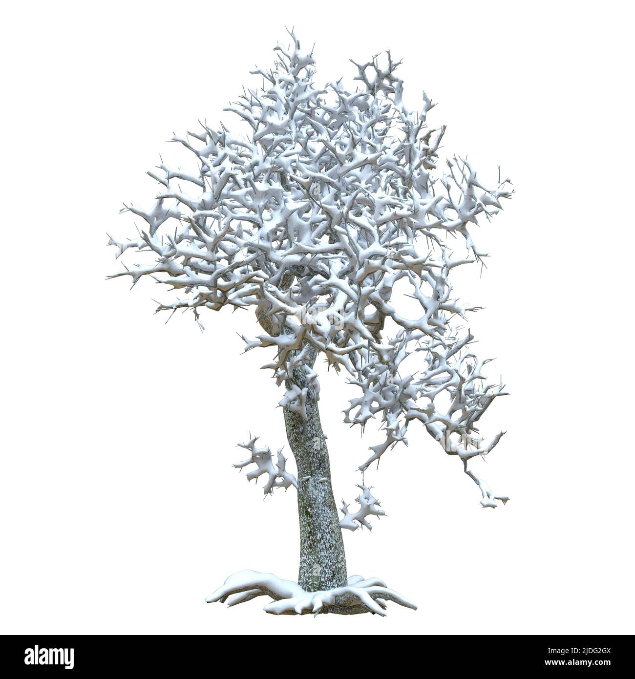 3D illustration winter tree under the snow isolated on white background ...