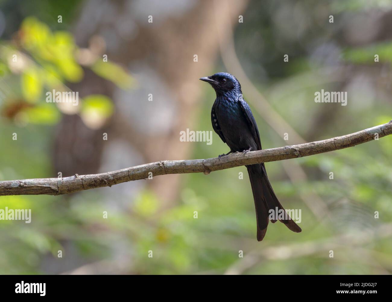 The bronzed drongo is a small Indomalayan bird belonging to the drongo ...