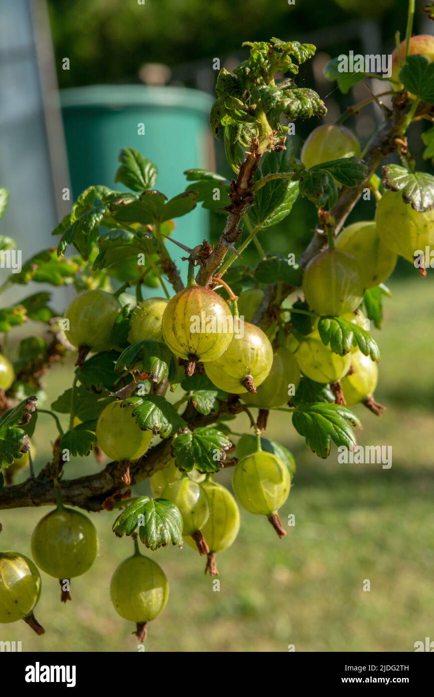 Gooseberry ribes uva crispa hi-res stock photography and images - Alamy