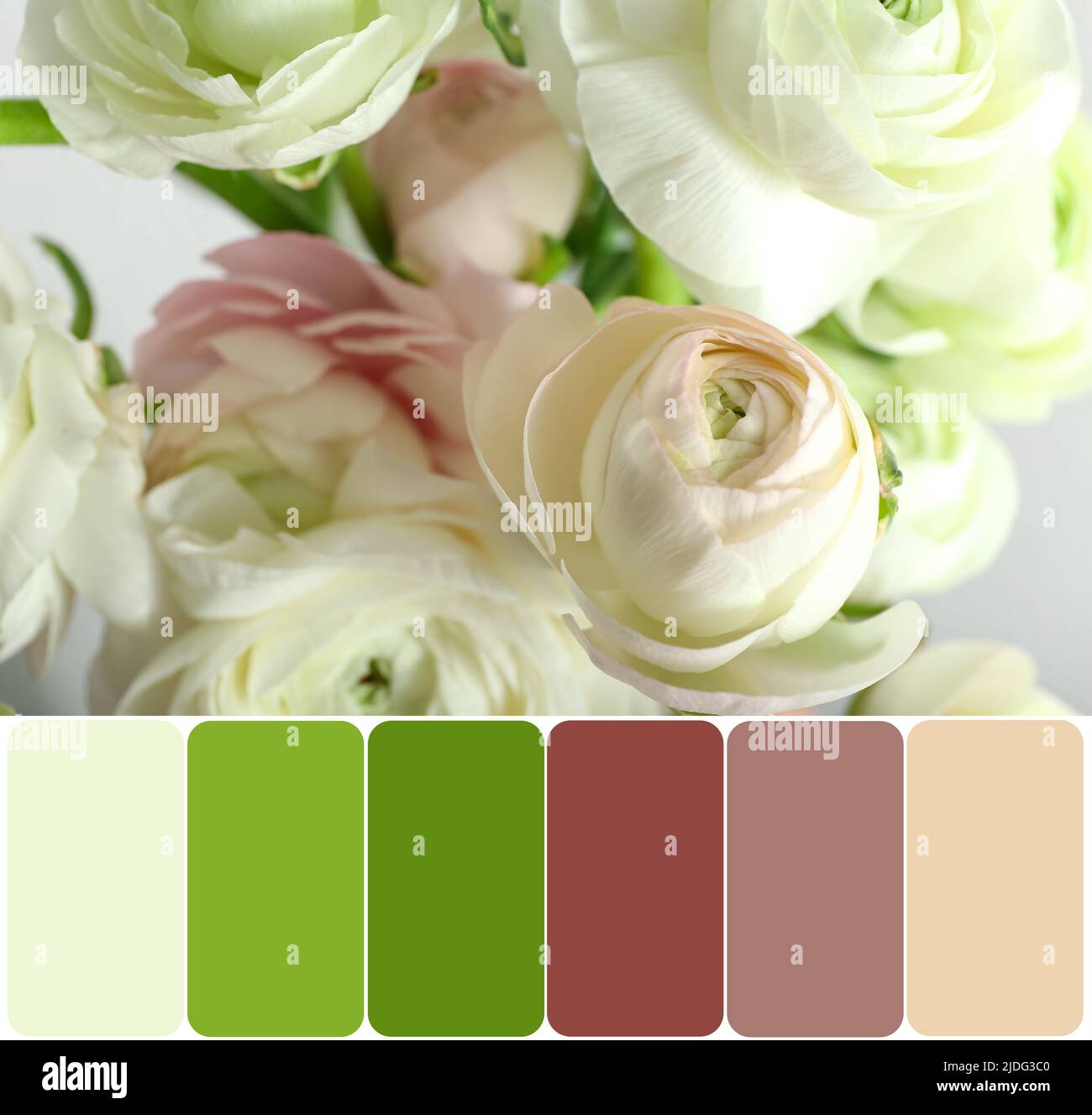 Beautiful ranunculus flowers, closeup. Different color patterns Stock ...