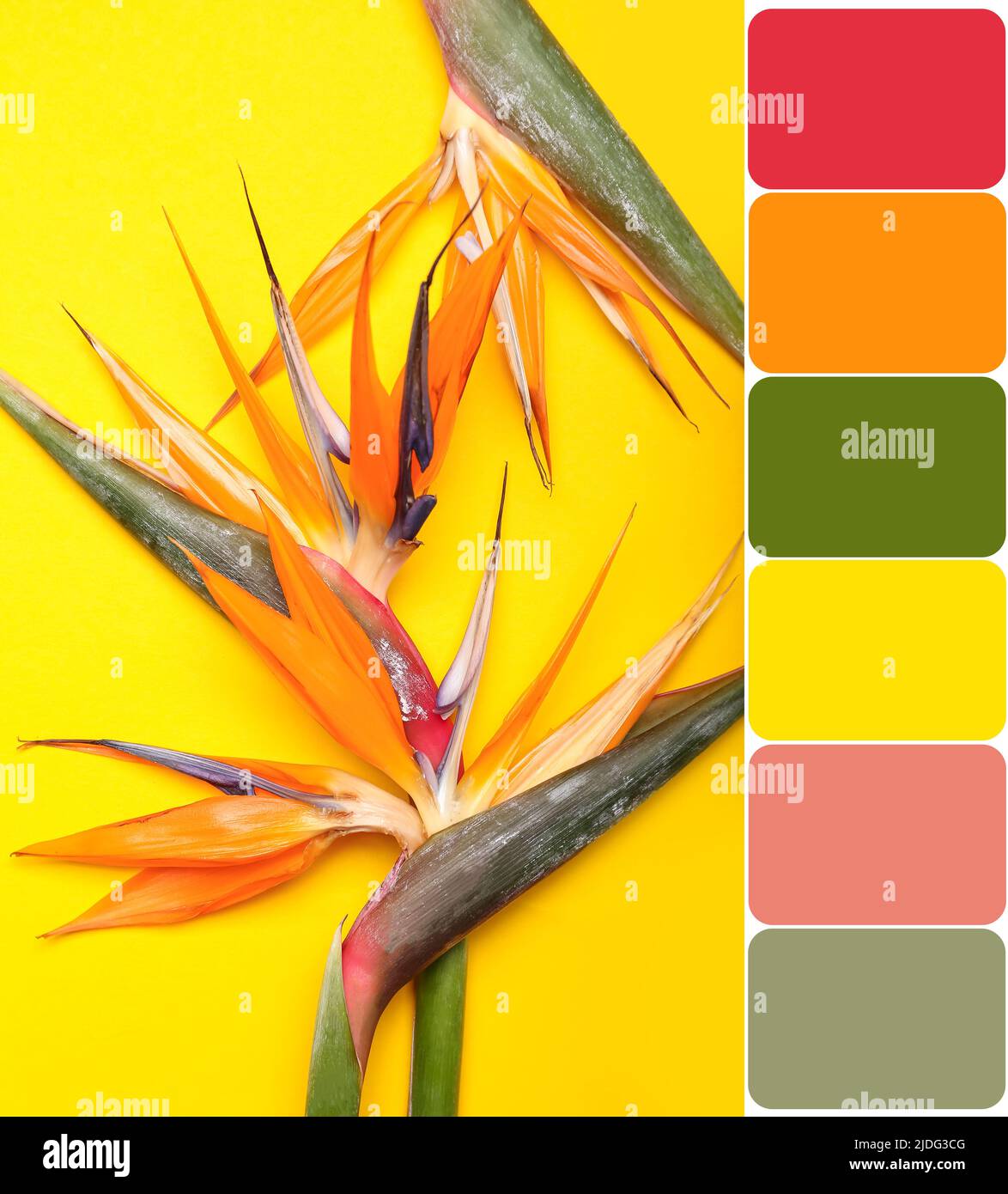 Beautiful strelitzia flowers on yellow background. Different color ...