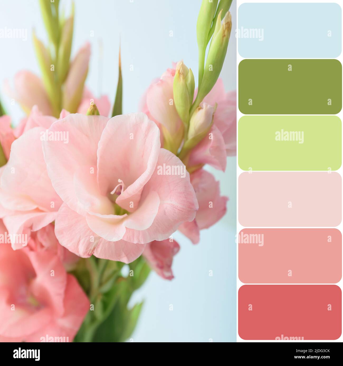 Gorgeous gladiolus flowers on light background, closeup. Different ...