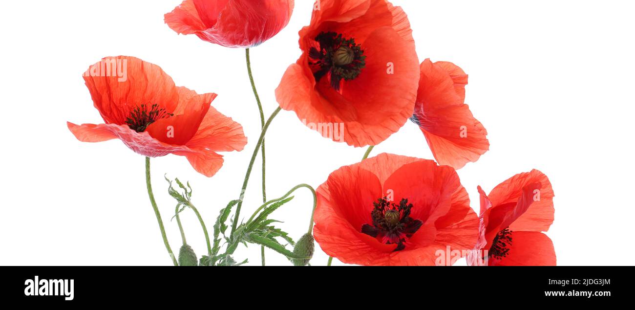 Beautiful red poppy flowers on white background. Banner for design ...