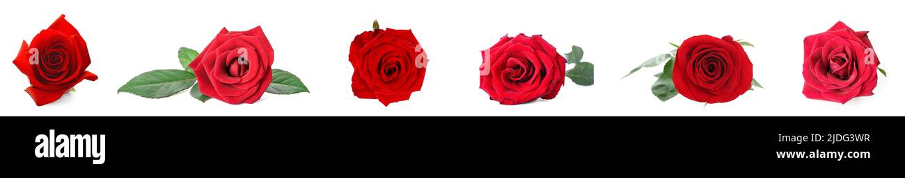 Set of many red roses isolated on white Stock Photo - Alamy