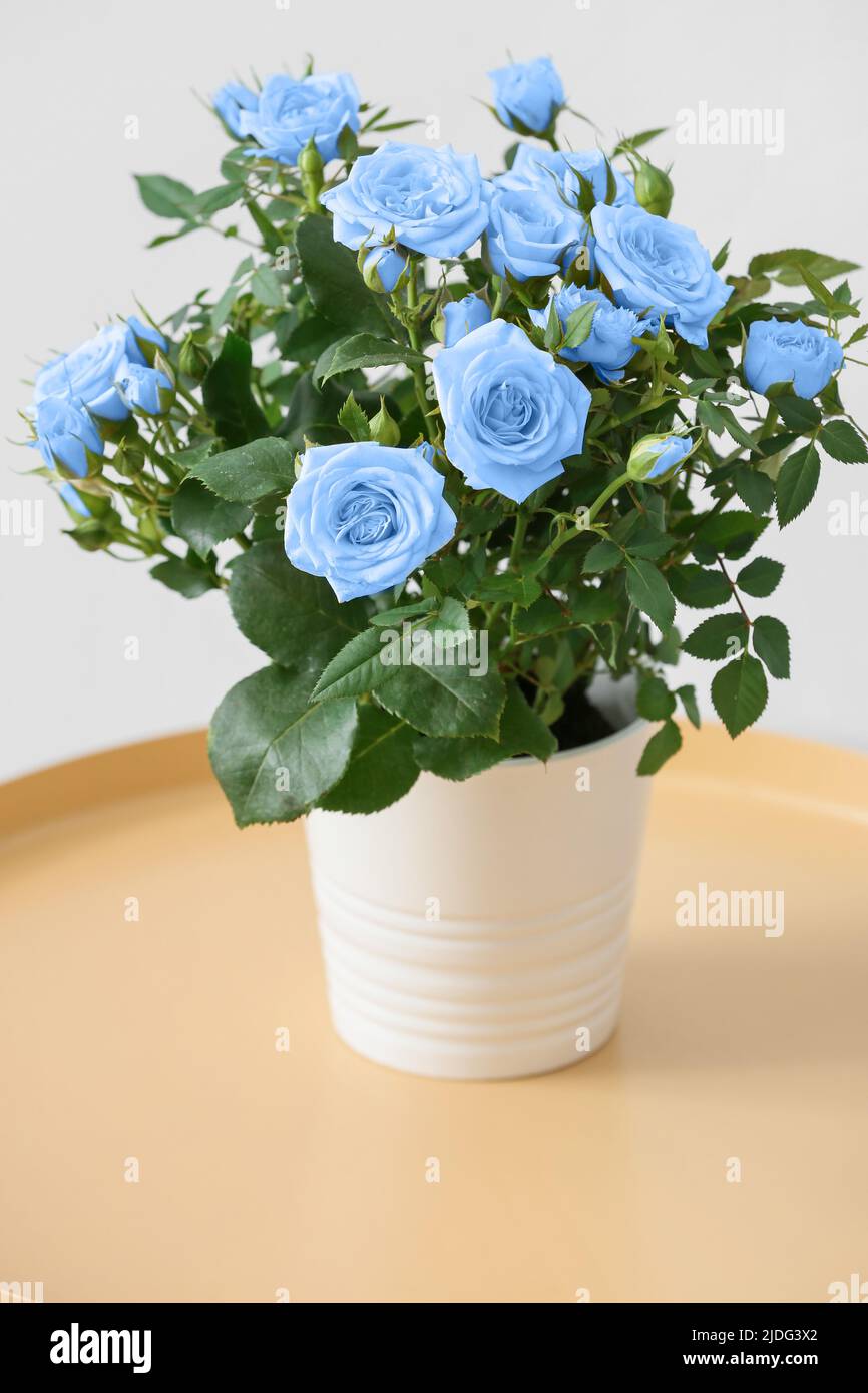Beautiful blue rose in pot on table Stock Photo - Alamy