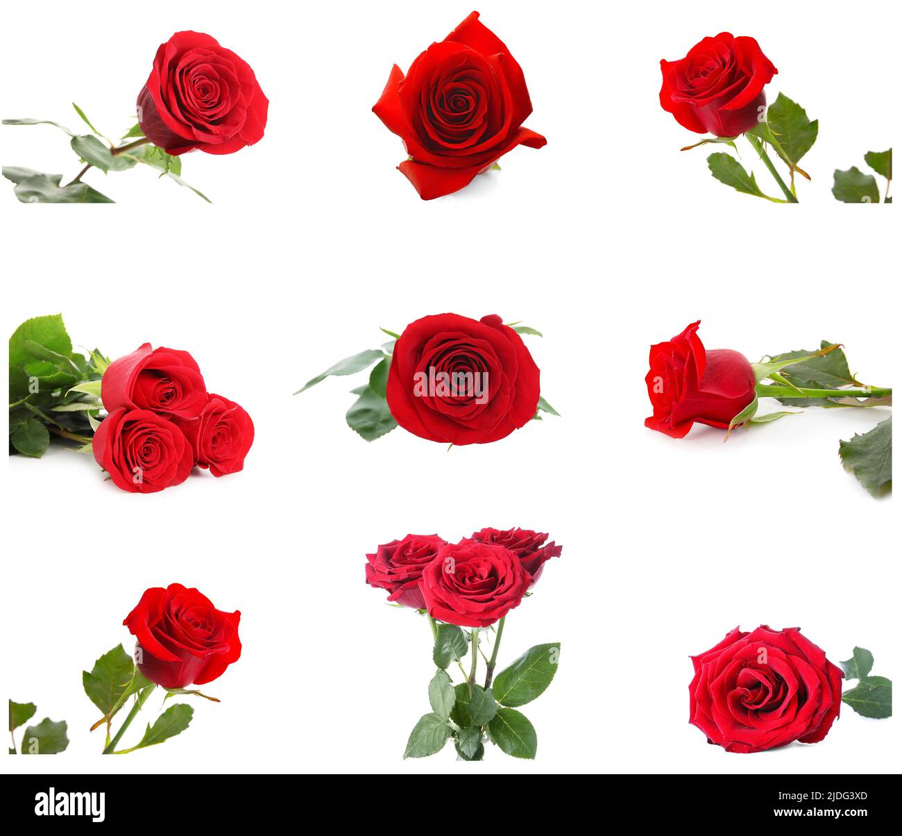 Set of many red roses isolated on white Stock Photo - Alamy