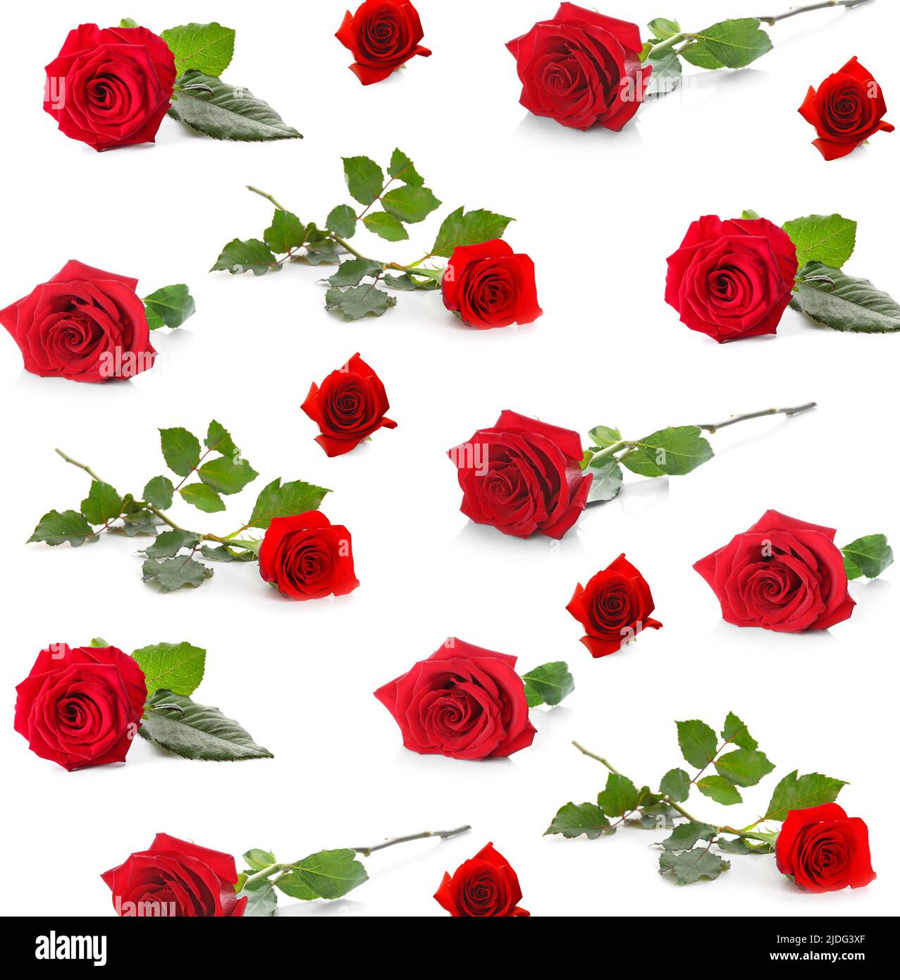 Set of many red roses isolated on white Stock Photo - Alamy