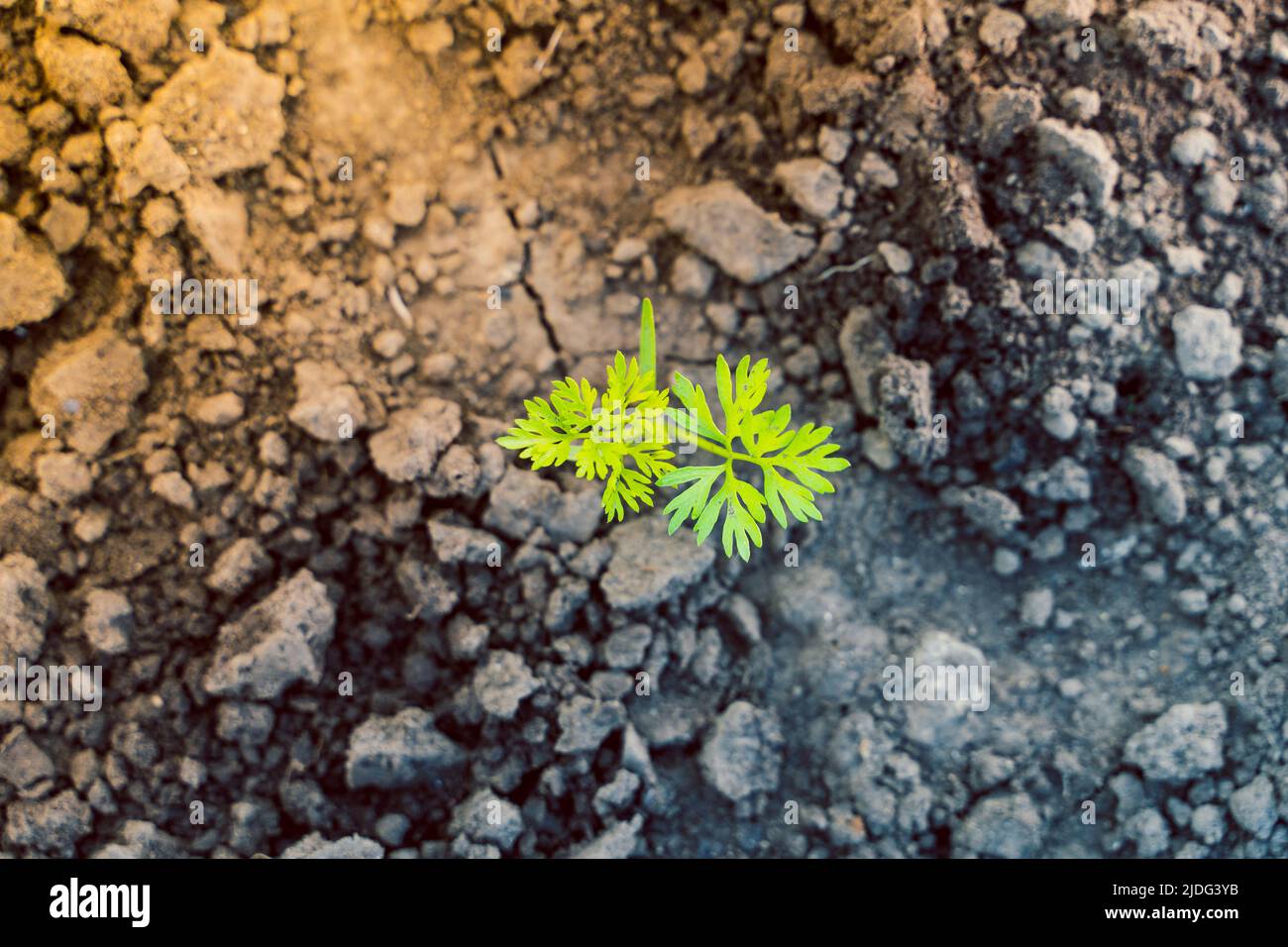 The first sprout of a carrot close-up grows in the soil. Growing ...