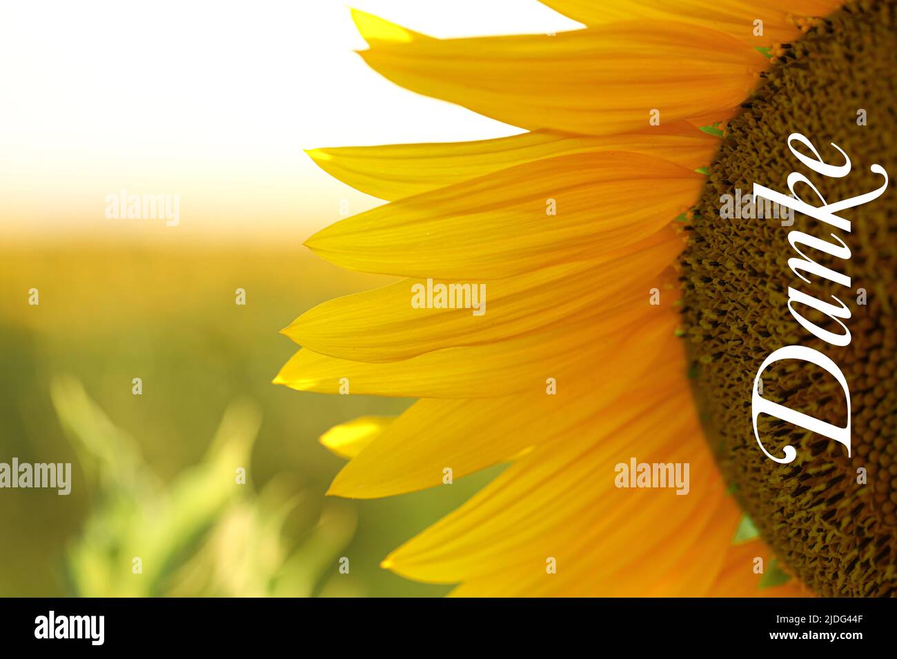 Poster with sunflower and word DANKE (German for Thanks Stock Photo - Alamy