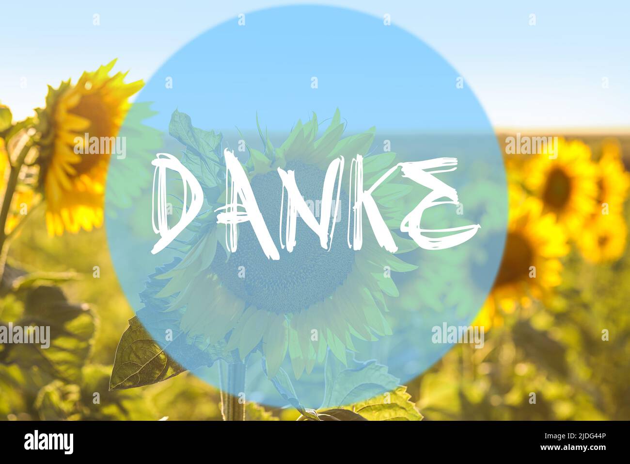Poster with sunflower field and word DANKE (German for Thanks Stock ...