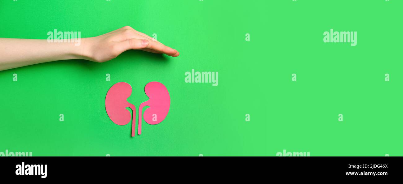 Hand and paper kidneys on green background with space for text Stock ...