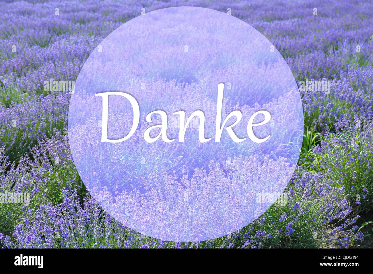 Poster with beautiful lavender field and word DANKE (German for Thanks ...