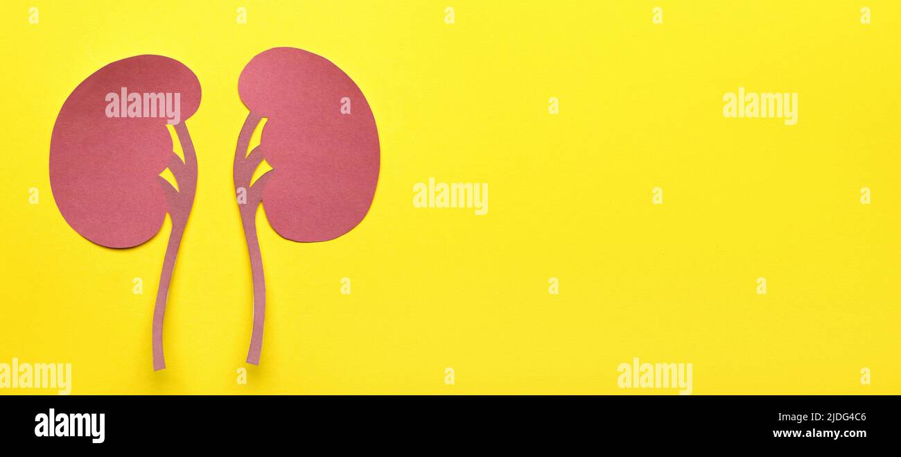 Paper kidneys on yellow background with space for text Stock Photo - Alamy