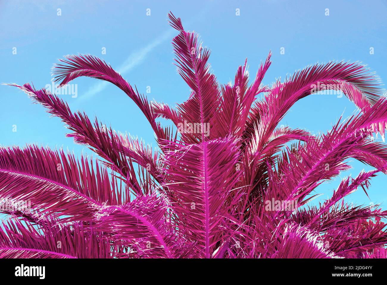 Unusual tropical palm against blue sky Stock Photo - Alamy