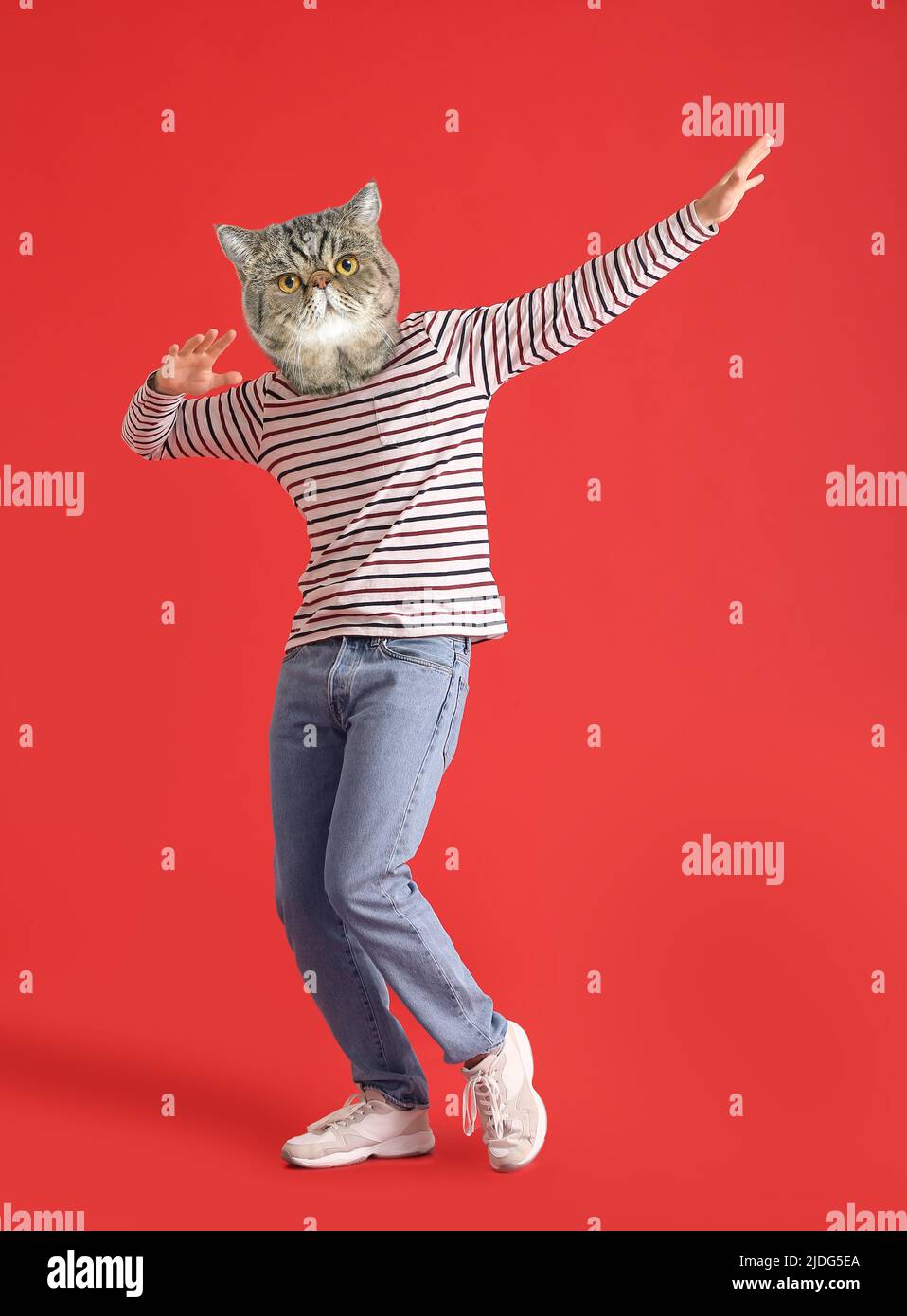 Dancing Exotic Shorthair cat with human body on red background Stock ...