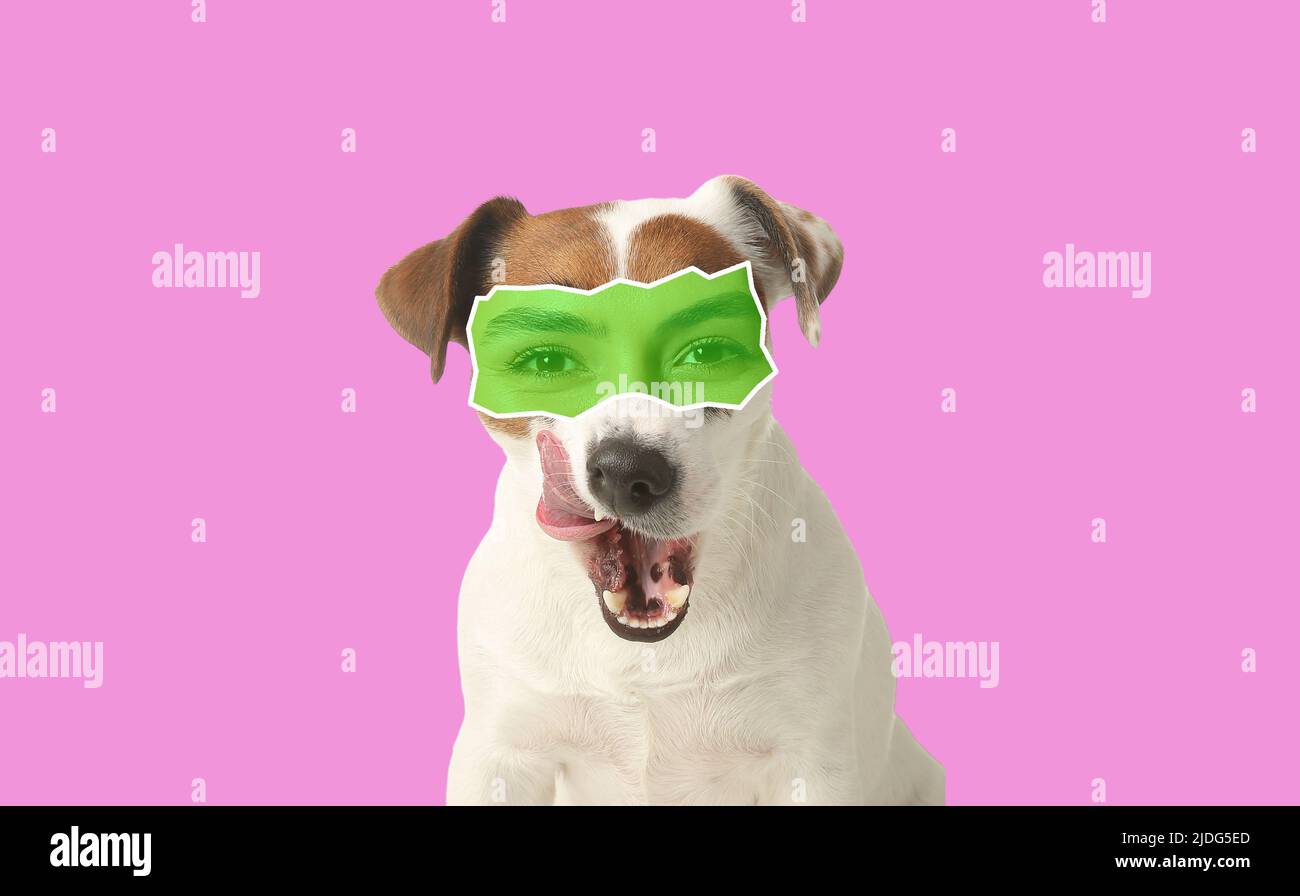 Cute Jack Russell Terrier with human eyes on color background Stock ...